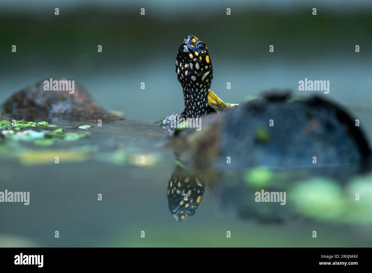 Low angle front profile of a spotted pond turtle basking on a floating ...