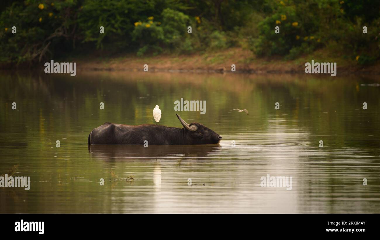 Wild water buffalo and white egret, egret standing on the back of the ...
