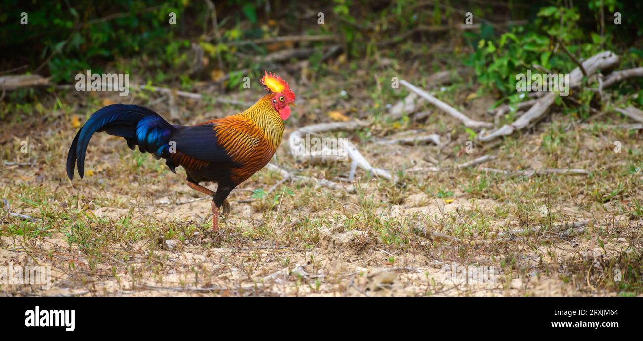 Beautiful Sri Lankan jungle fowl foraging the Forests of Yala national ...