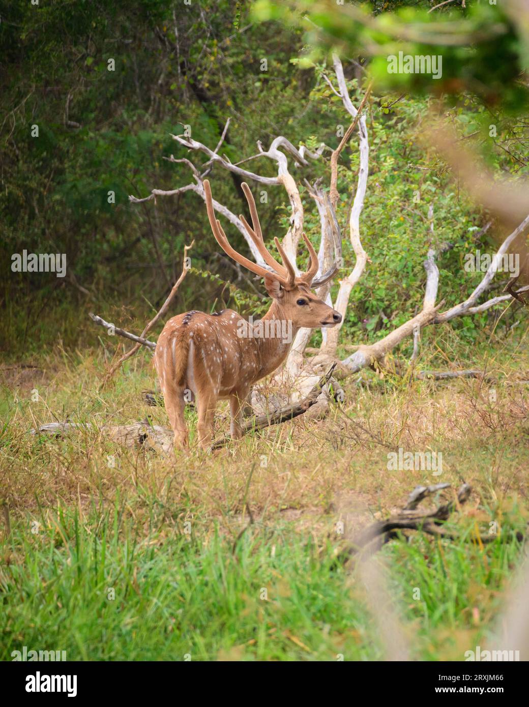 Majestic deer with huge antlers standing in the jungle, keep an eye on ...