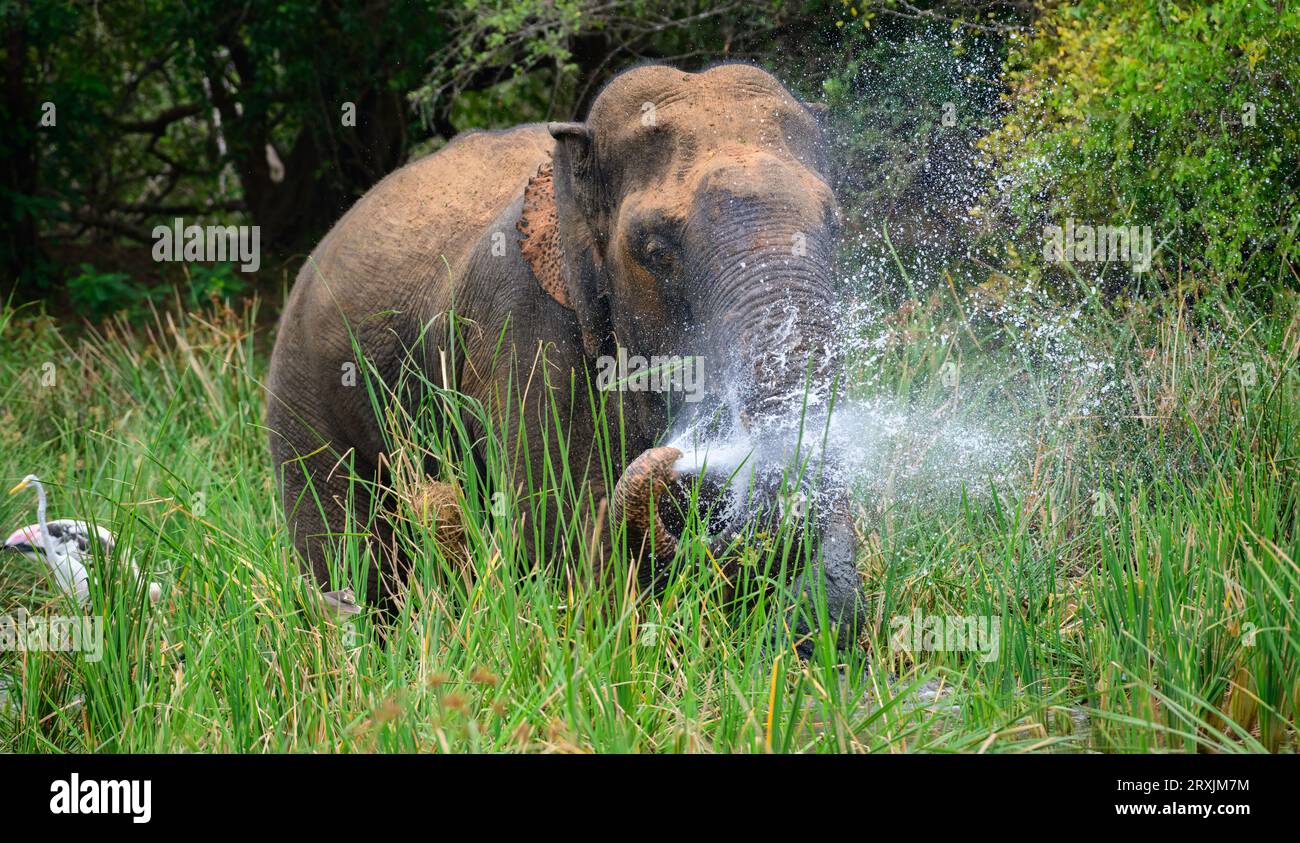 Large Asian elephant spraying water in the marsh, cooling off in the ...