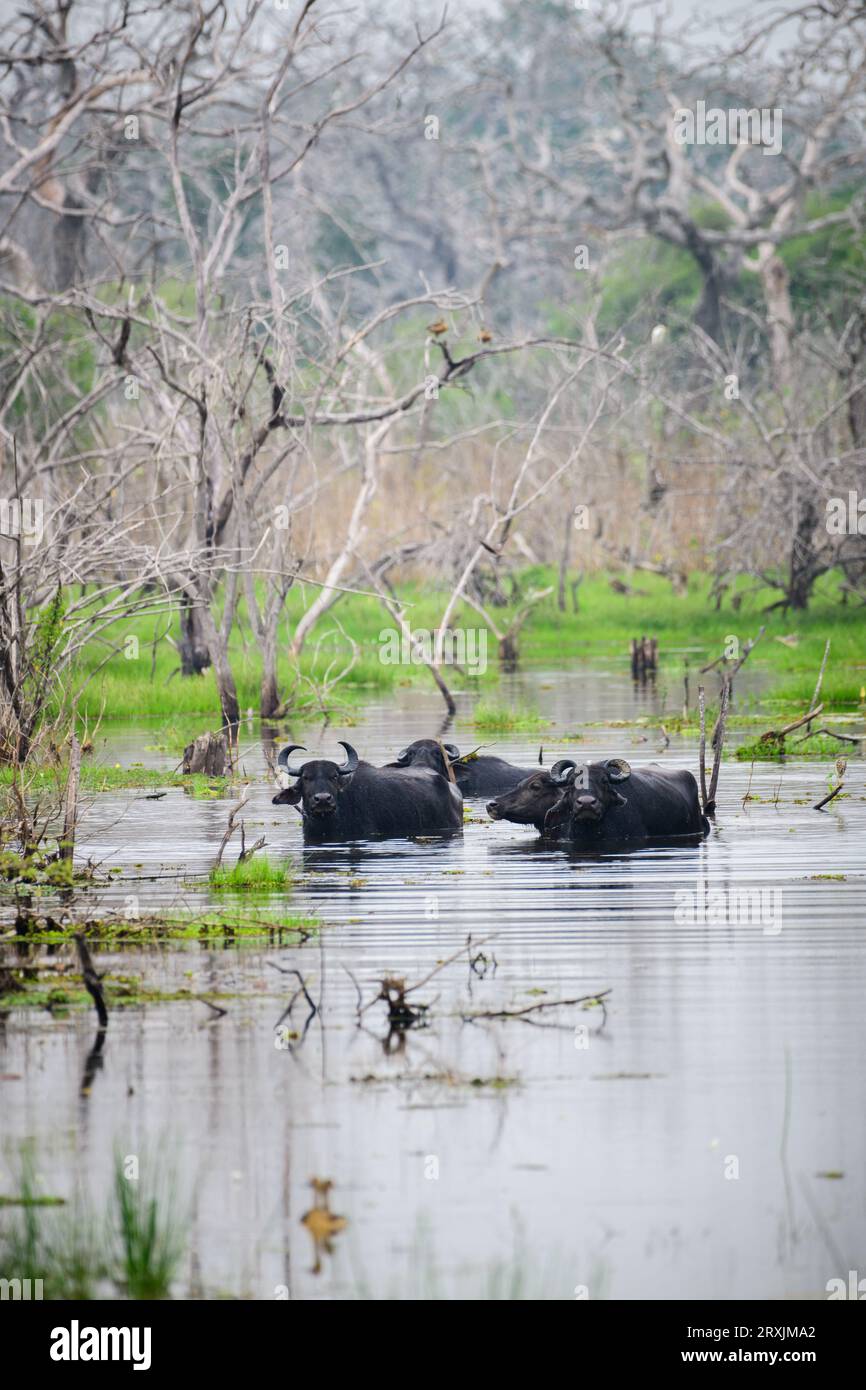 A Group of wild water buffaloes bathes in the swamp surrounded by the ...