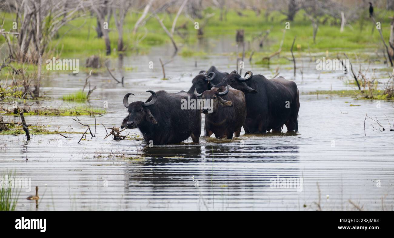 Buffaloes in wood buffalo national park hi-res stock photography and ...