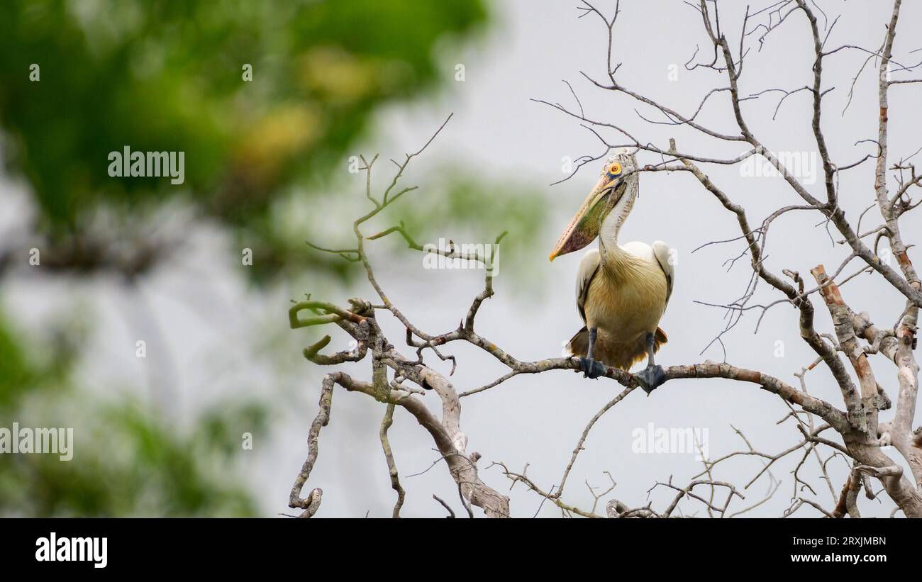 Spot-billed pelican perch on a dead tree branch against the dark gloomy ...
