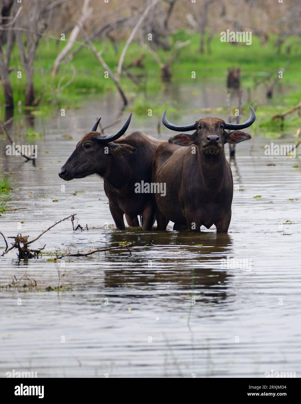 Buffaloes in habitat nature hi-res stock photography and images - Alamy