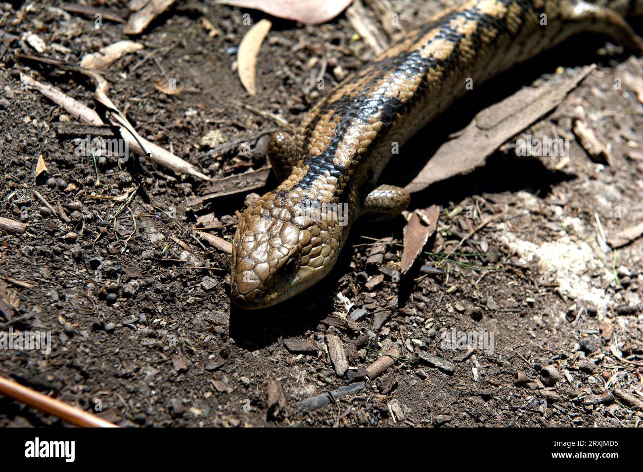 I nearly stepped on this Blotched Blue Tongue Lizard (Tiliqua ...
