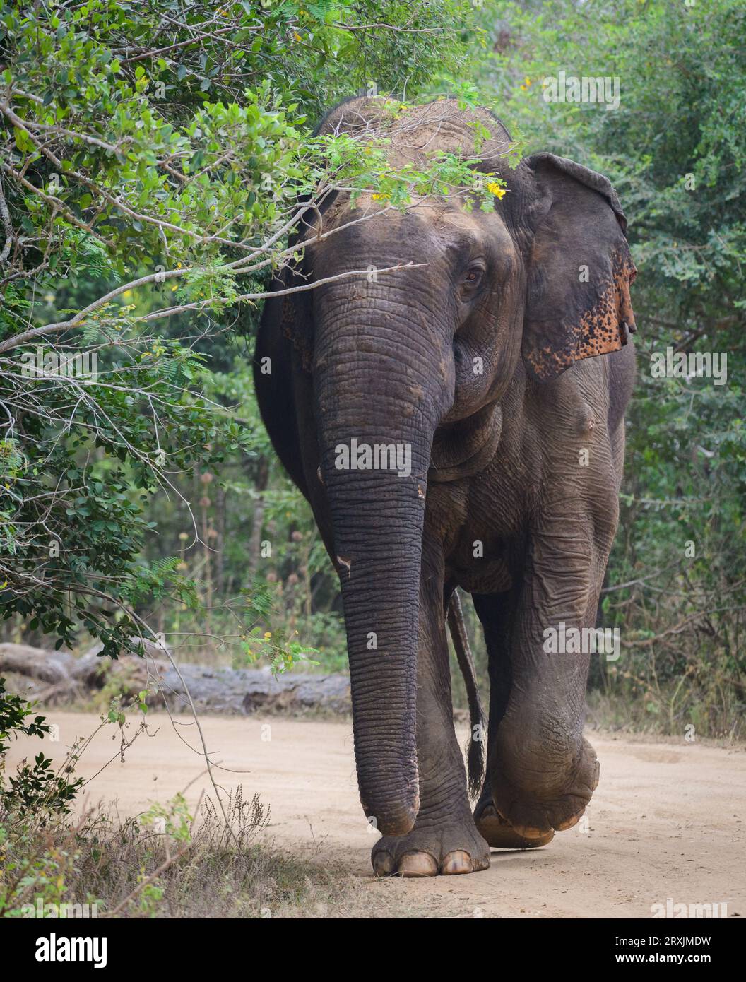 Asian elephant charge hi-res stock photography and images - Alamy