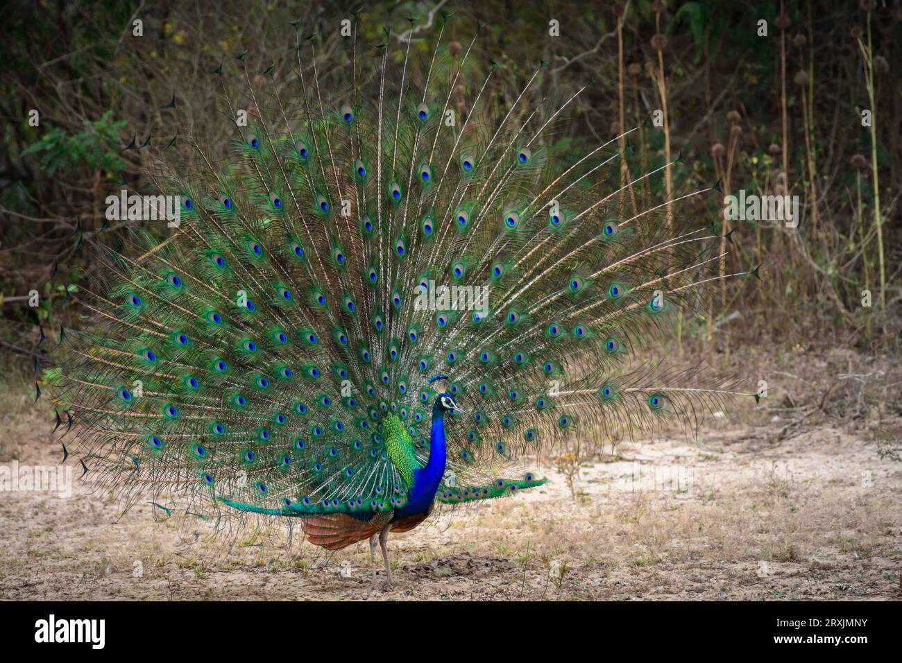 Amazing peacock dance display at Yala national park close-up photograph ...