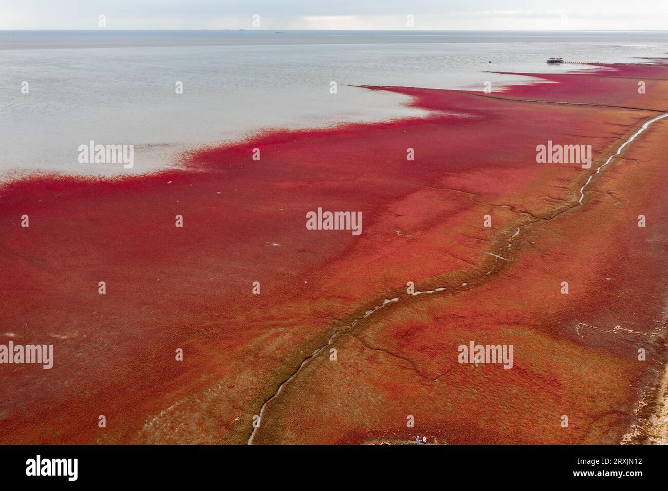 Aerial photo shows beautiful scenes of the red beach wetland in Panjin ...