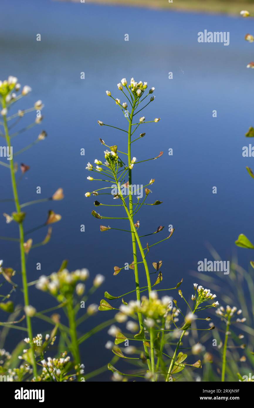 Capsella bursa-pastoris, known as shepherd's bag. Widespread and common ...