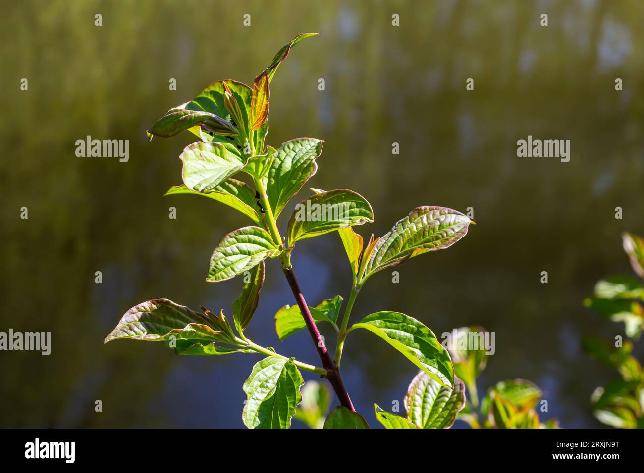 Cornus sanguinea leaf hi-res stock photography and images - Alamy