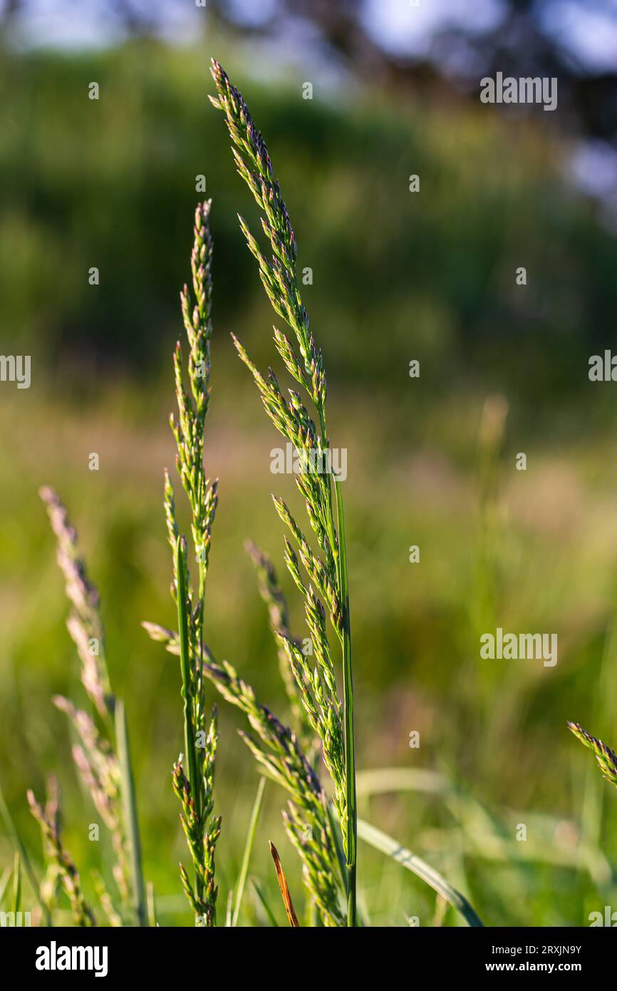 Meadow Grass Meadow With The Tops Of Stele Panicles Poa Pratensis Green Meadow European Grass