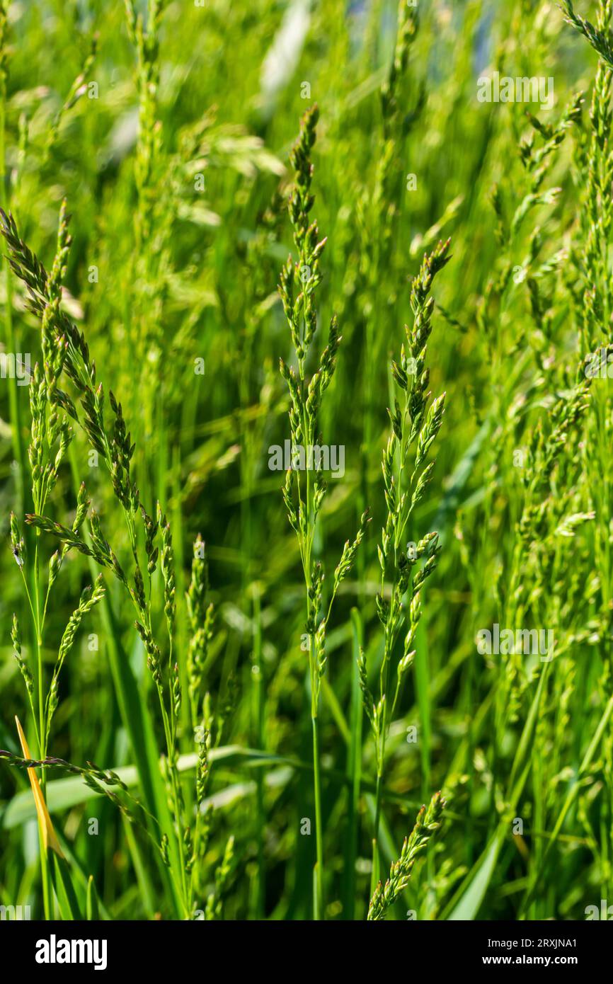 Meadow grass meadow with the tops of stele panicles. Poa pratensis ...