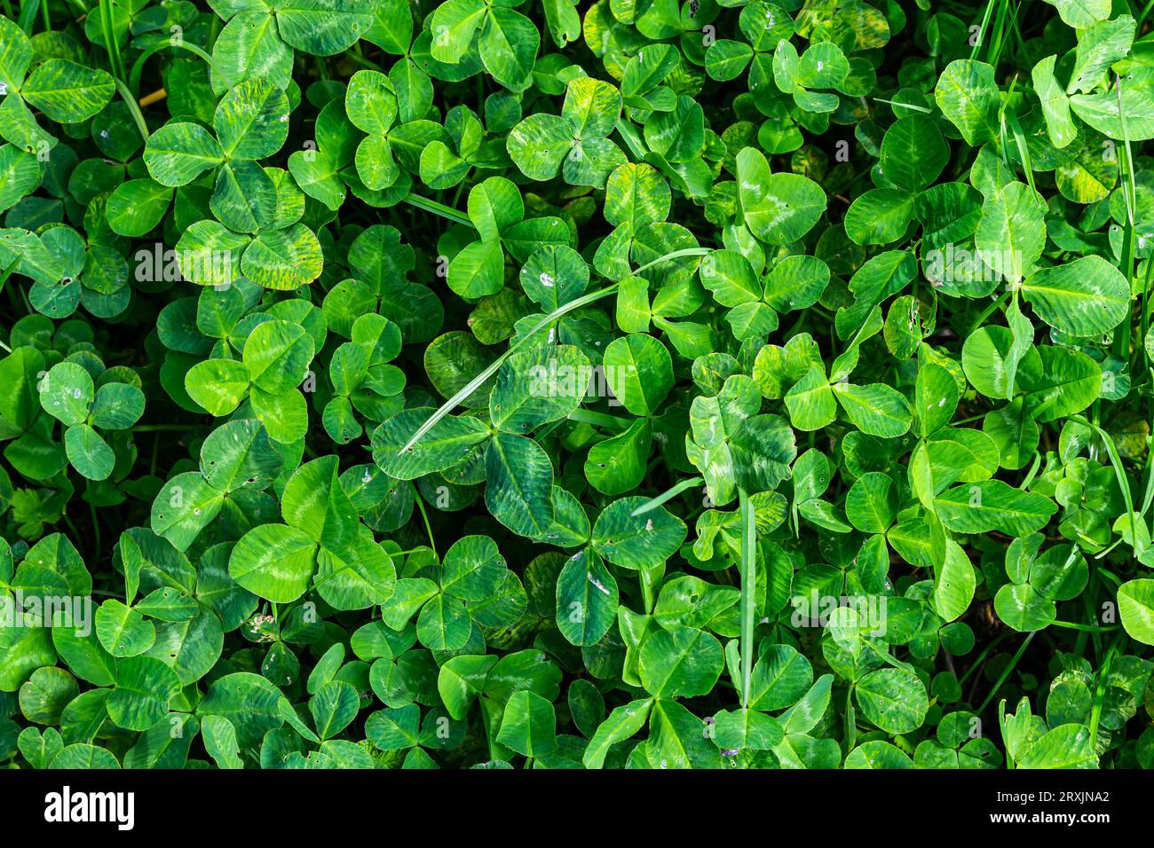 Four-leaf clover between three-leaf clovers. Green nature background ...