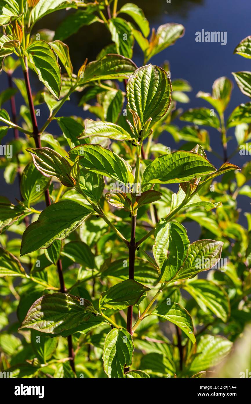 Cornus sanguinea leaf hi-res stock photography and images - Alamy