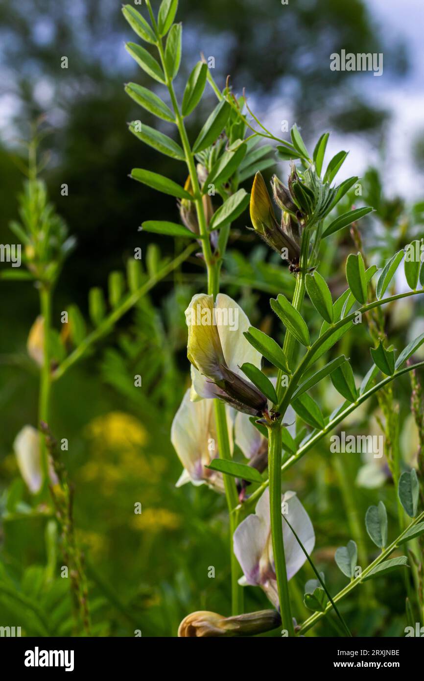 Smooth yellow vetch hi-res stock photography and images - Alamy
