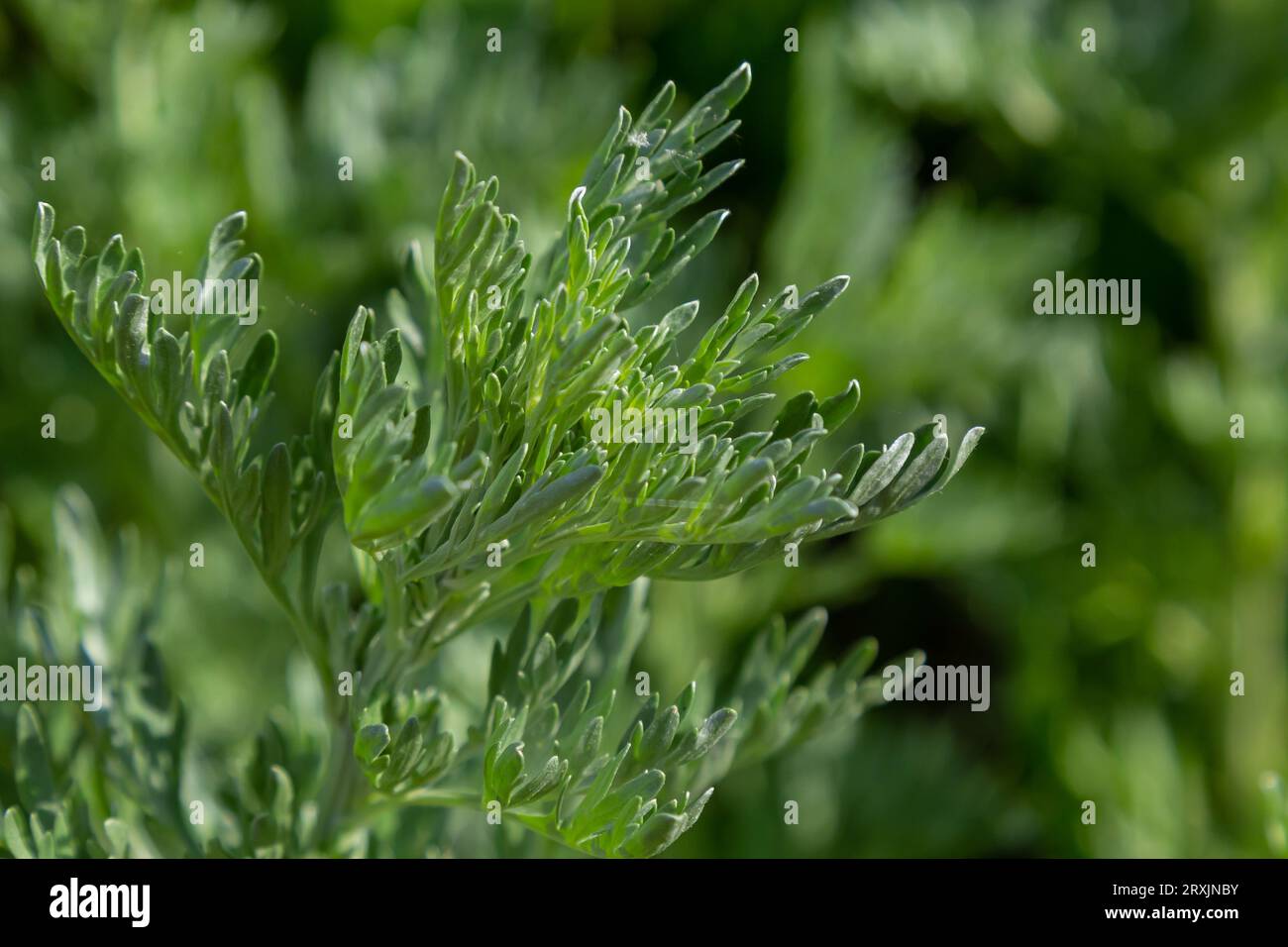 Absinth artemisia absinthium hi-res stock photography and images - Alamy