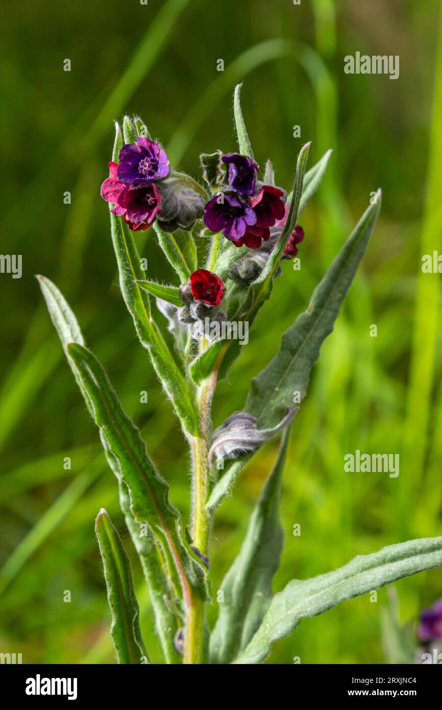 In the wild, Cynoglossum officinale blooms among grasses. A close-up of ...