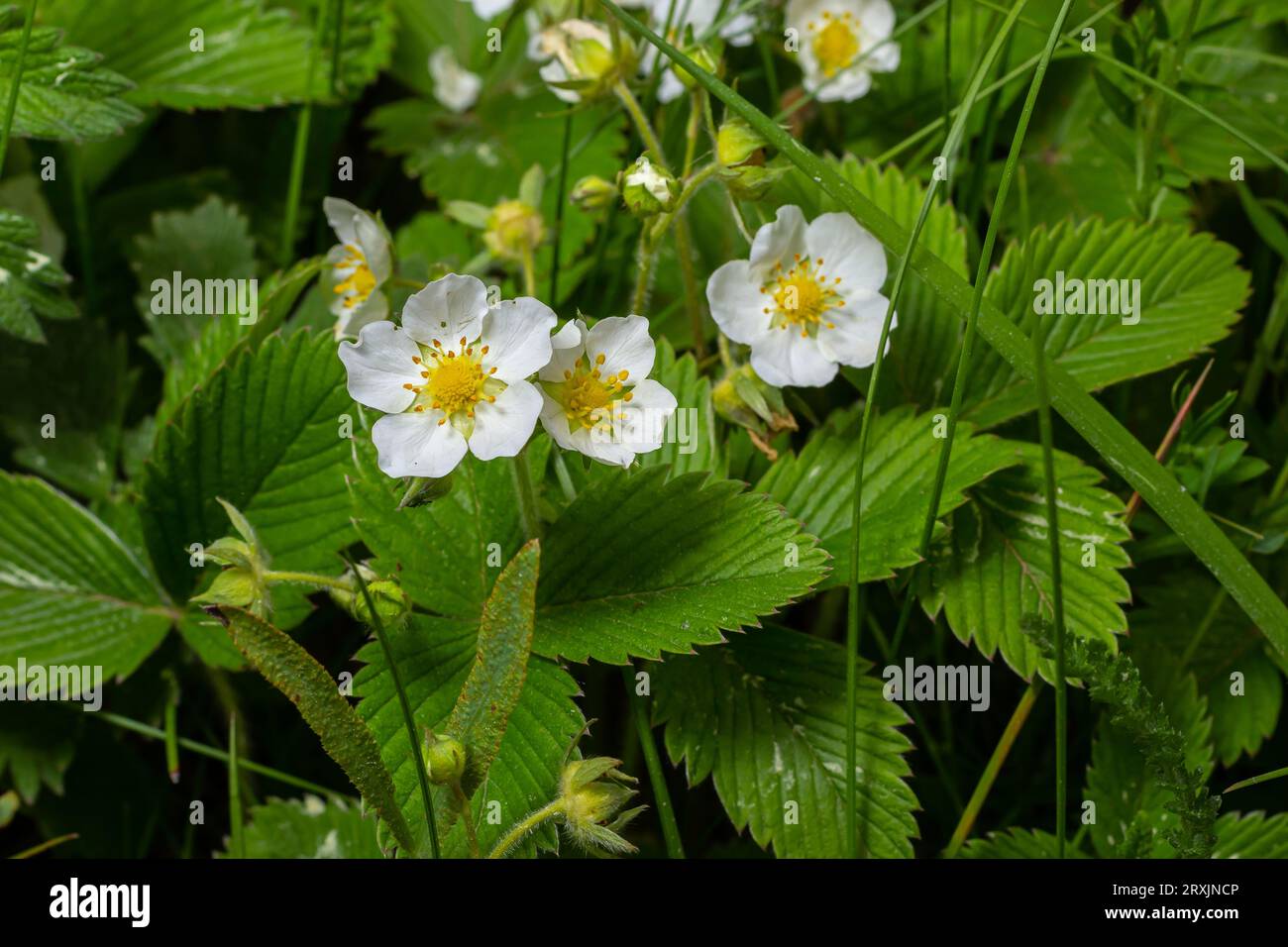 Fragaria viridis wild flower hi-res stock photography and images - Alamy