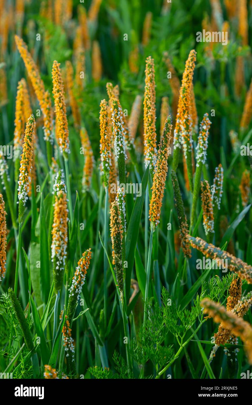 Species of grass hi-res stock photography and images - Alamy