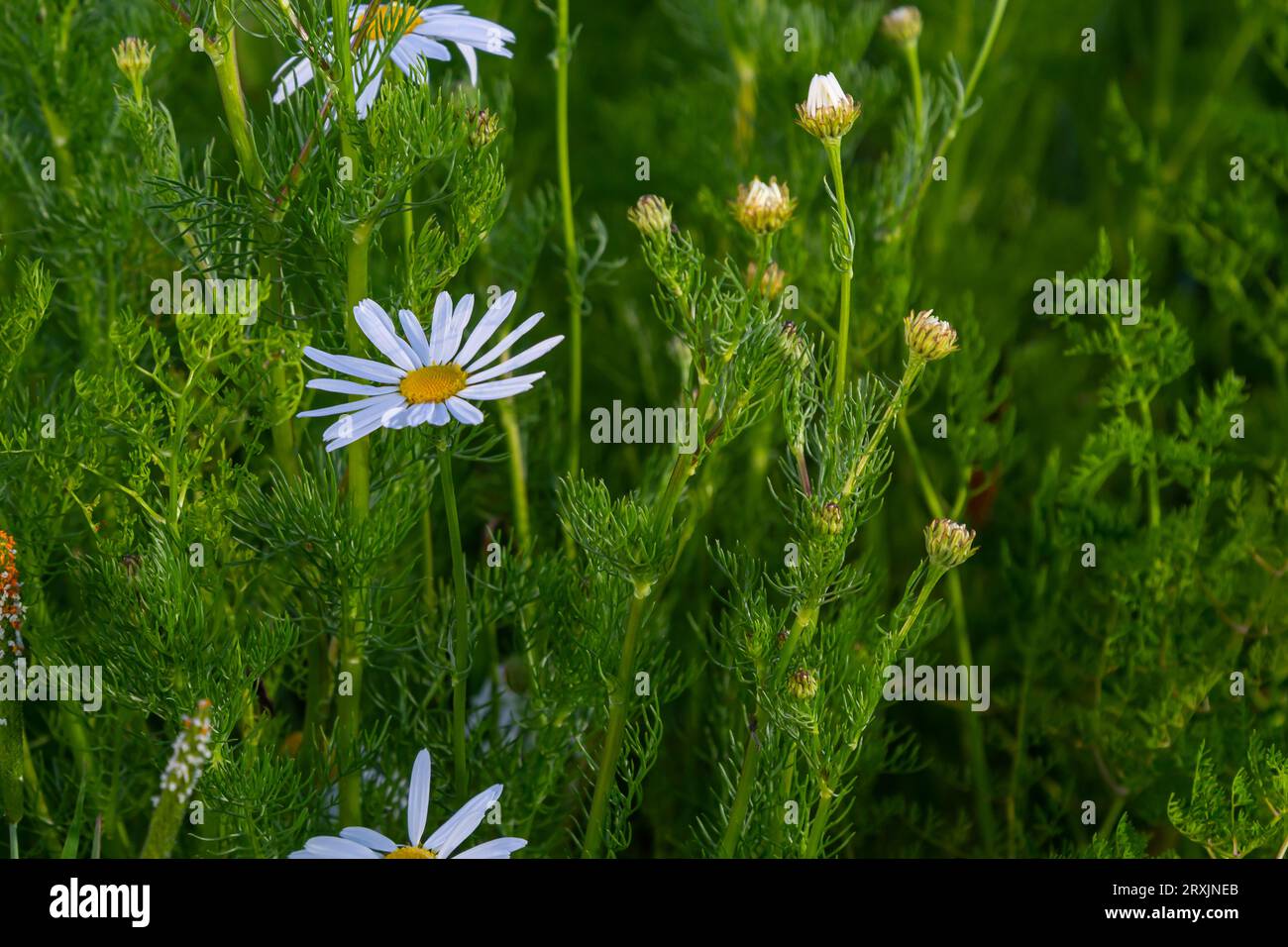 False chamomile hi-res stock photography and images - Alamy