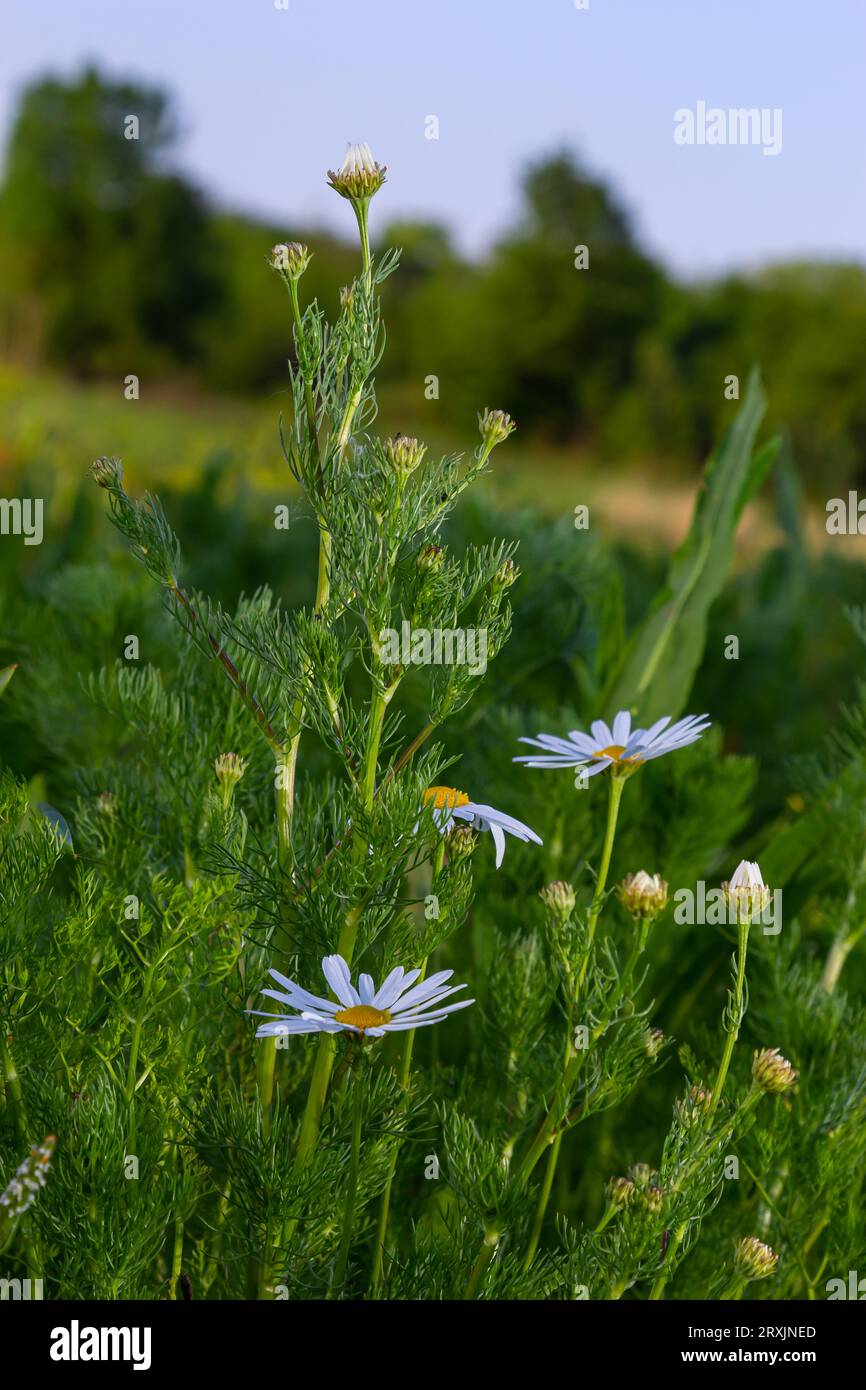False chamomile hi-res stock photography and images - Alamy
