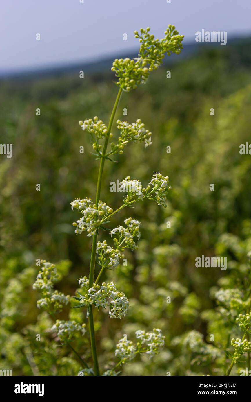 Beautiful blooming white bedstraw in June, galium album Stock Photo - Alamy