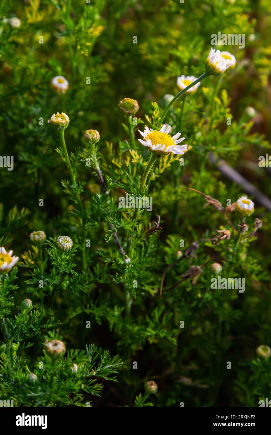Tripleurospermum maritimum Matricaria maritima is a species of ...