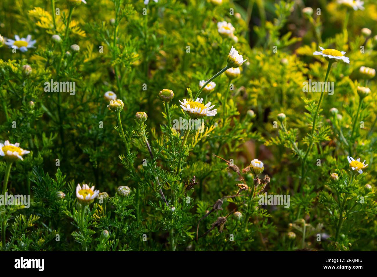 Tripleurospermum inodorum, wild chamomile, mayweed, false chamomile ...