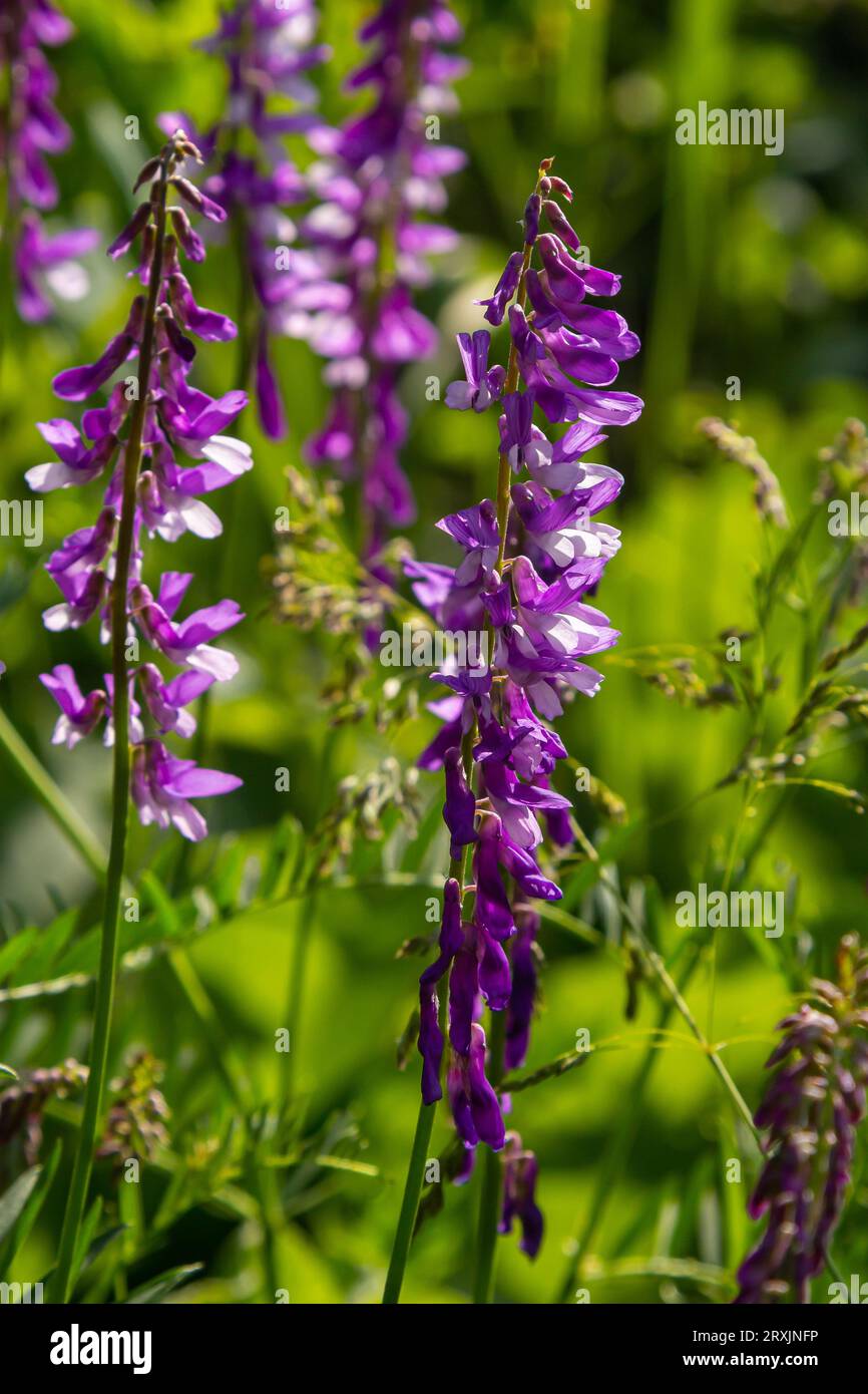 Vetch, vicia cracca valuable honey plant, fodder, and medicinal plant ...