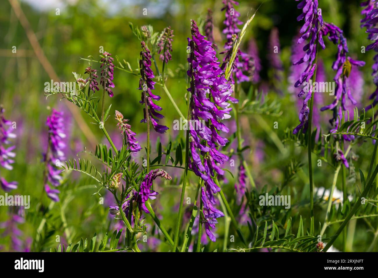 Vetch, vicia cracca valuable honey plant, fodder, and medicinal plant ...
