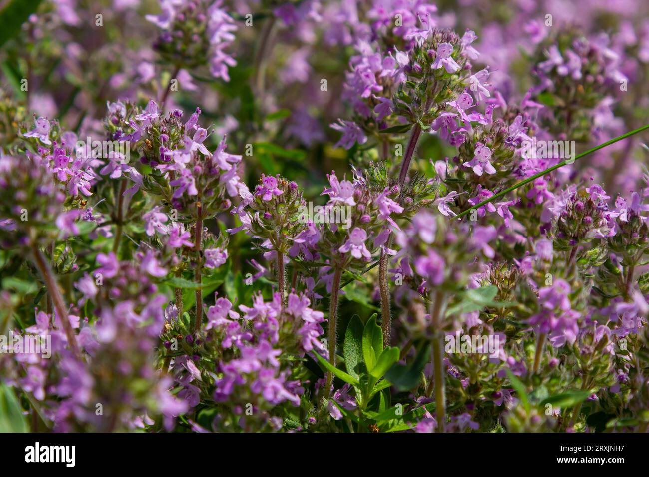 Blossoming fragrant Thymus serpyllum, Breckland wild thyme, creeping ...