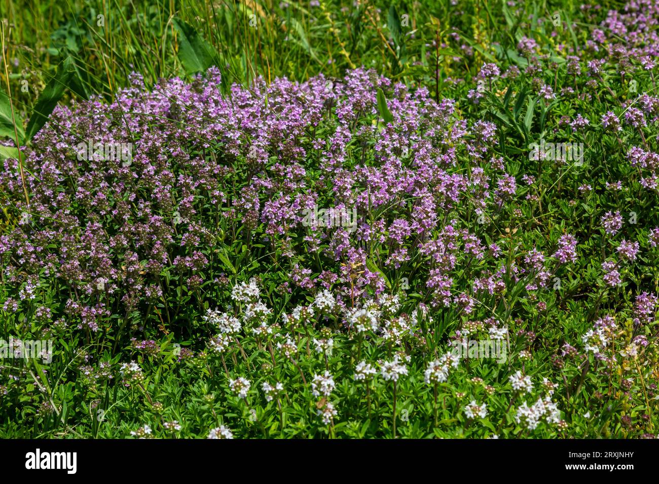 Blossoming fragrant Thymus serpyllum, Breckland wild thyme, creeping ...