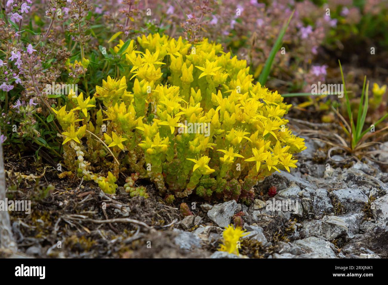 Sedum acre, Sedum album is the perennial herbaceous succulent plant ...
