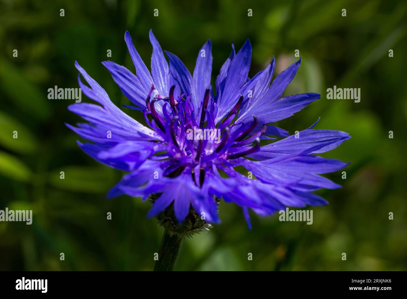 the blue cornflower centaurea cyanus is an edible plant Stock Photo - Alamy