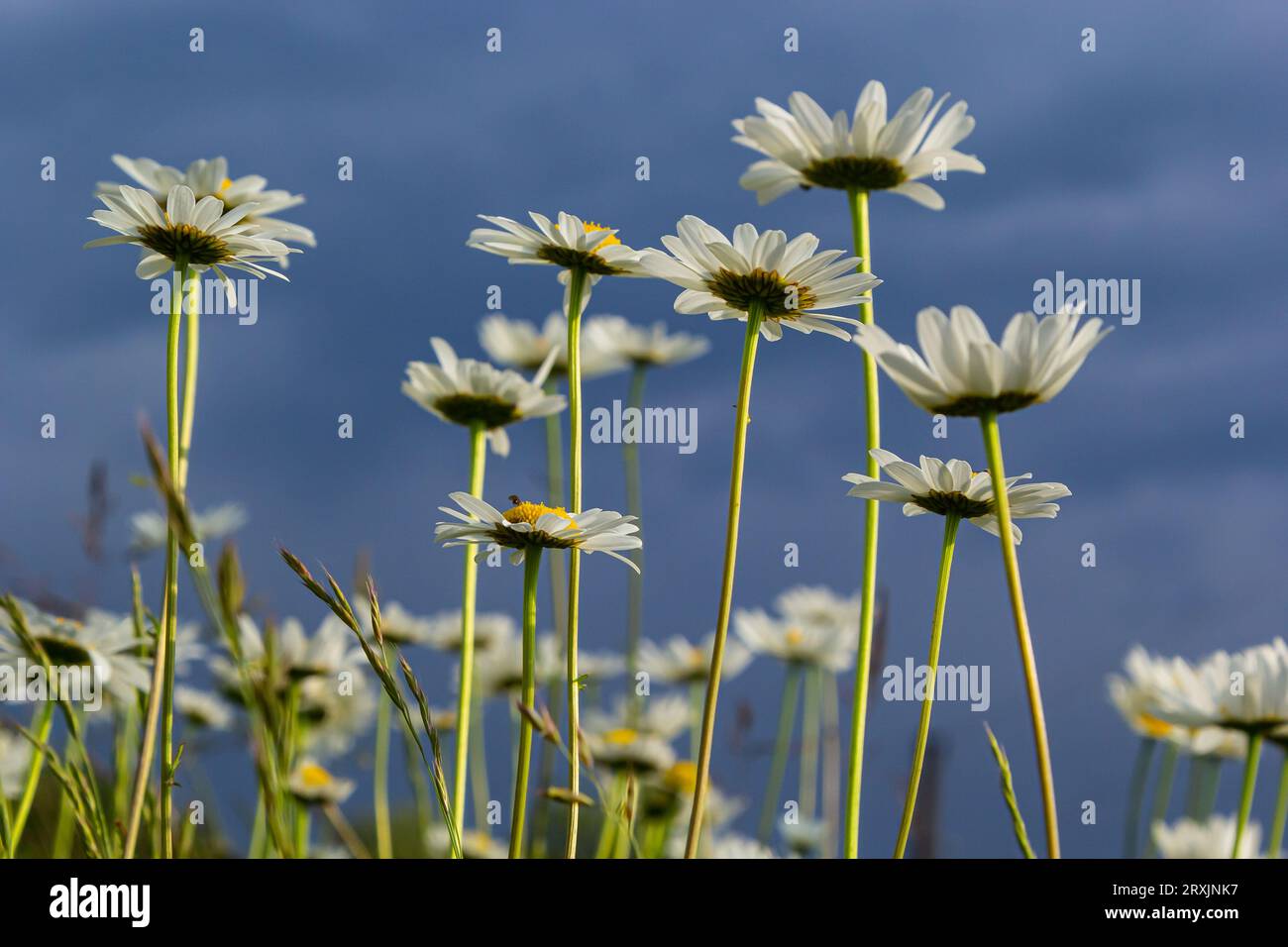 Wild daisy flowers growing on meadow, white chamomiles. Oxeye daisy ...