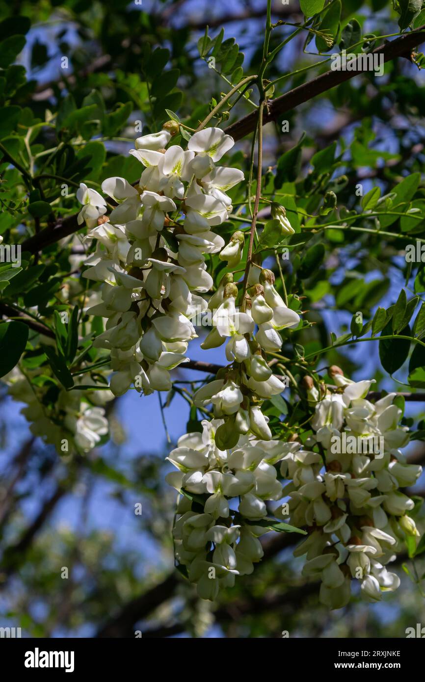Abundant flowering acacia branch of Robinia pseudoacacia, false acacia ...