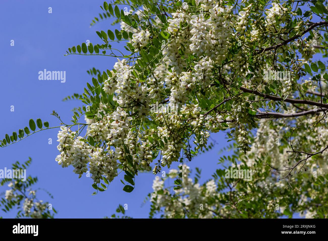 Abundant flowering acacia branch of Robinia pseudoacacia, false acacia ...