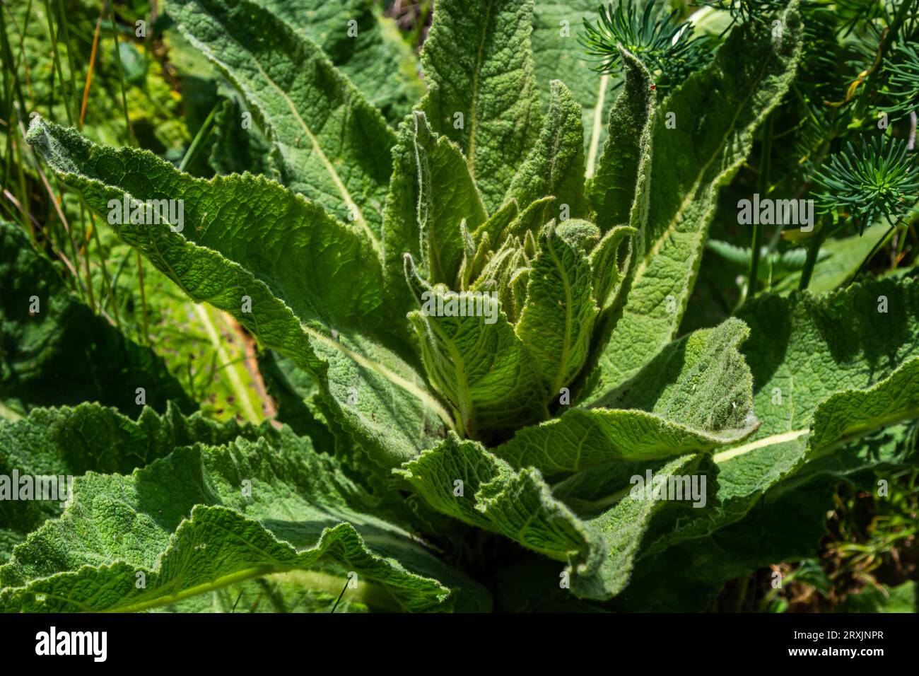 Close-up of hairy rosette with dew drops and fallen leaves of Verbascum ...