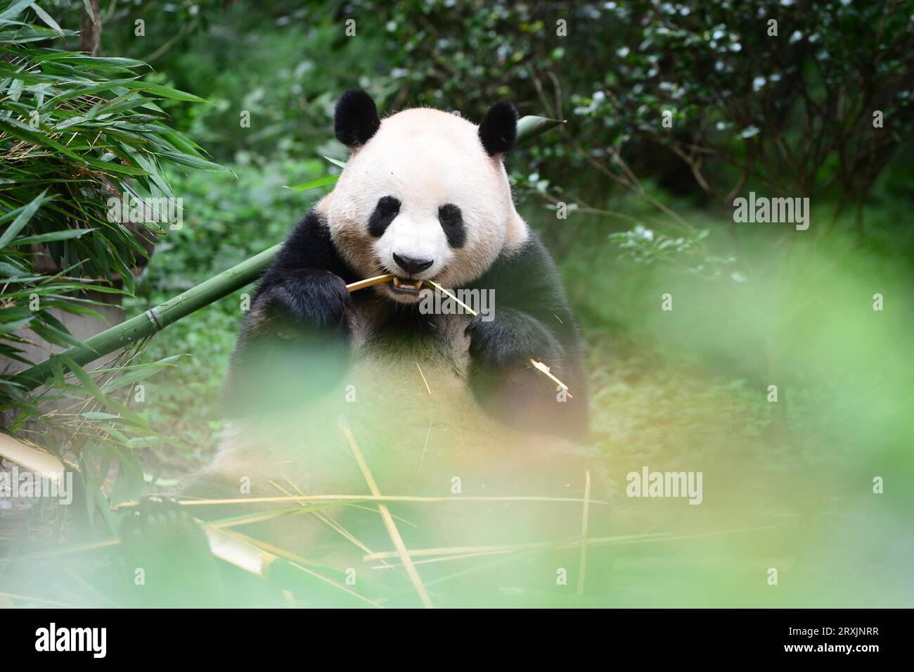 Cute giant pandas at the Chengdu Research Base of Giant Panda Breeding ...