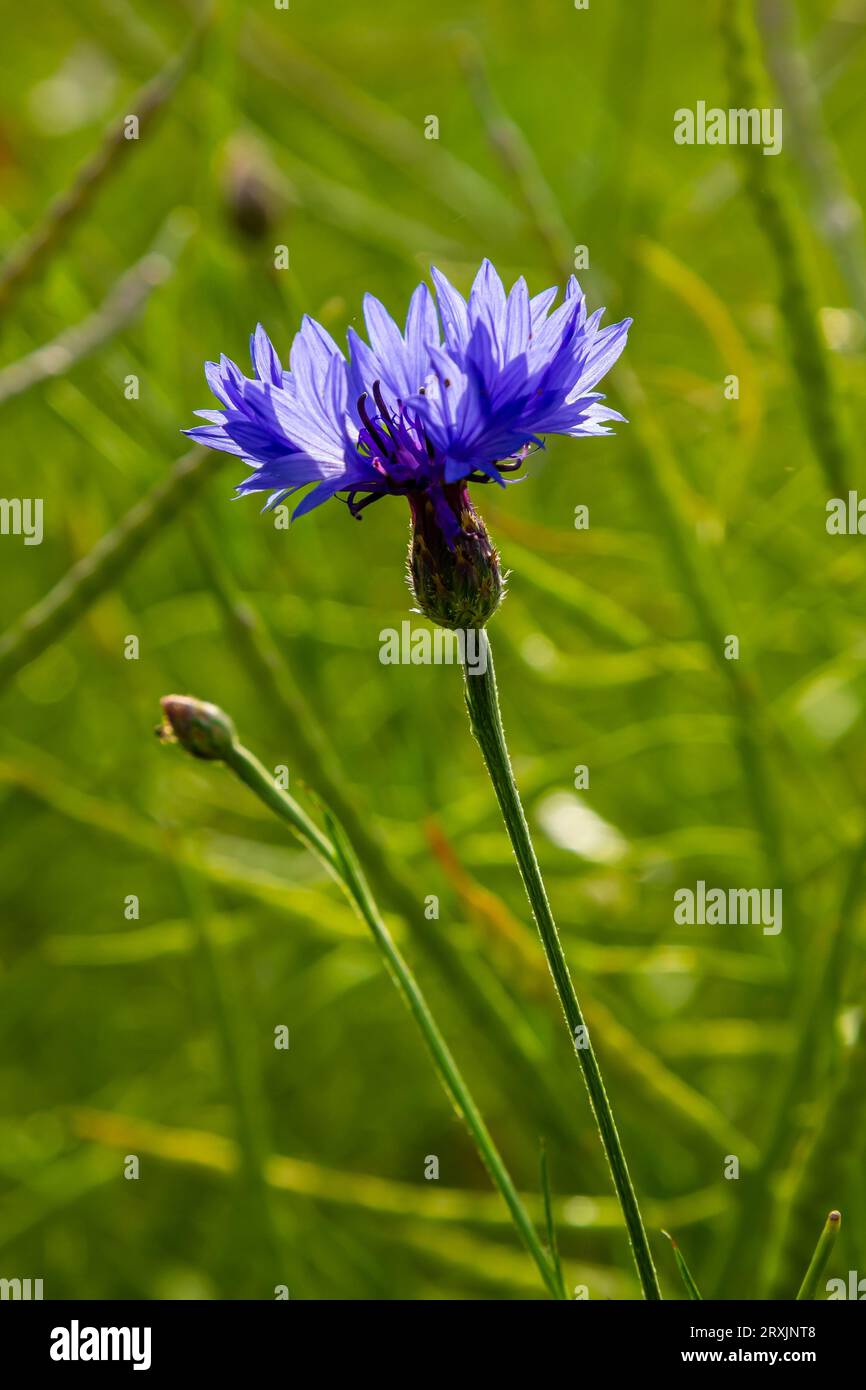 the blue cornflower centaurea cyanus is an edible plant Stock Photo - Alamy