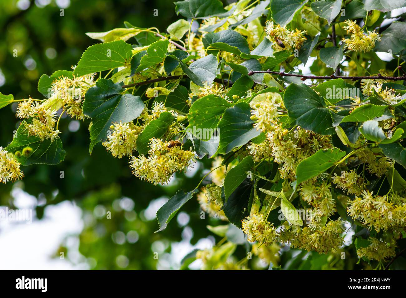 Linden tree flowers clusters tilia cordata, europea, small-leaved lime ...