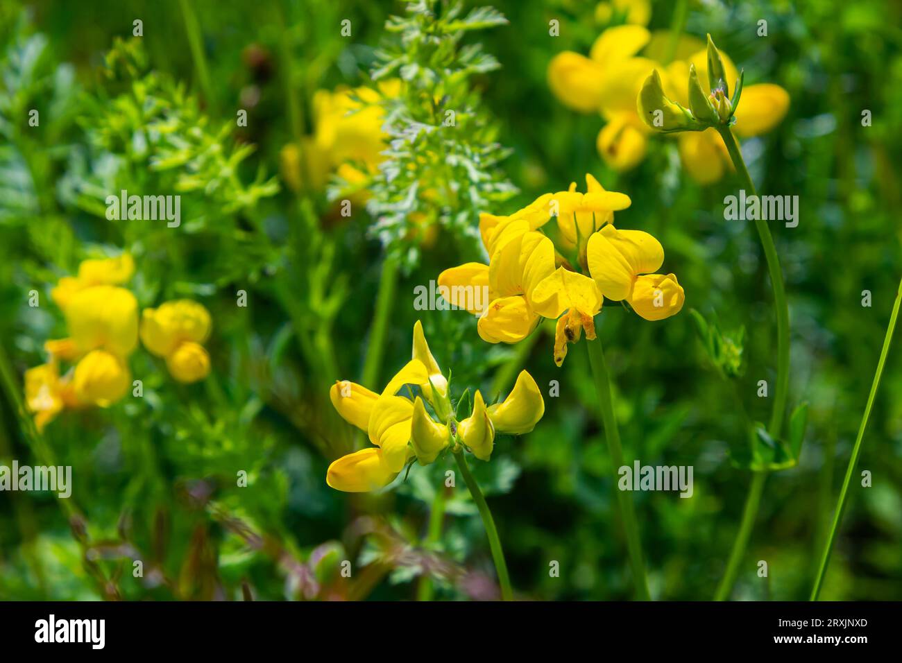 Close up of birds foot trefoil lotus corniculatus flowers in bloom ...