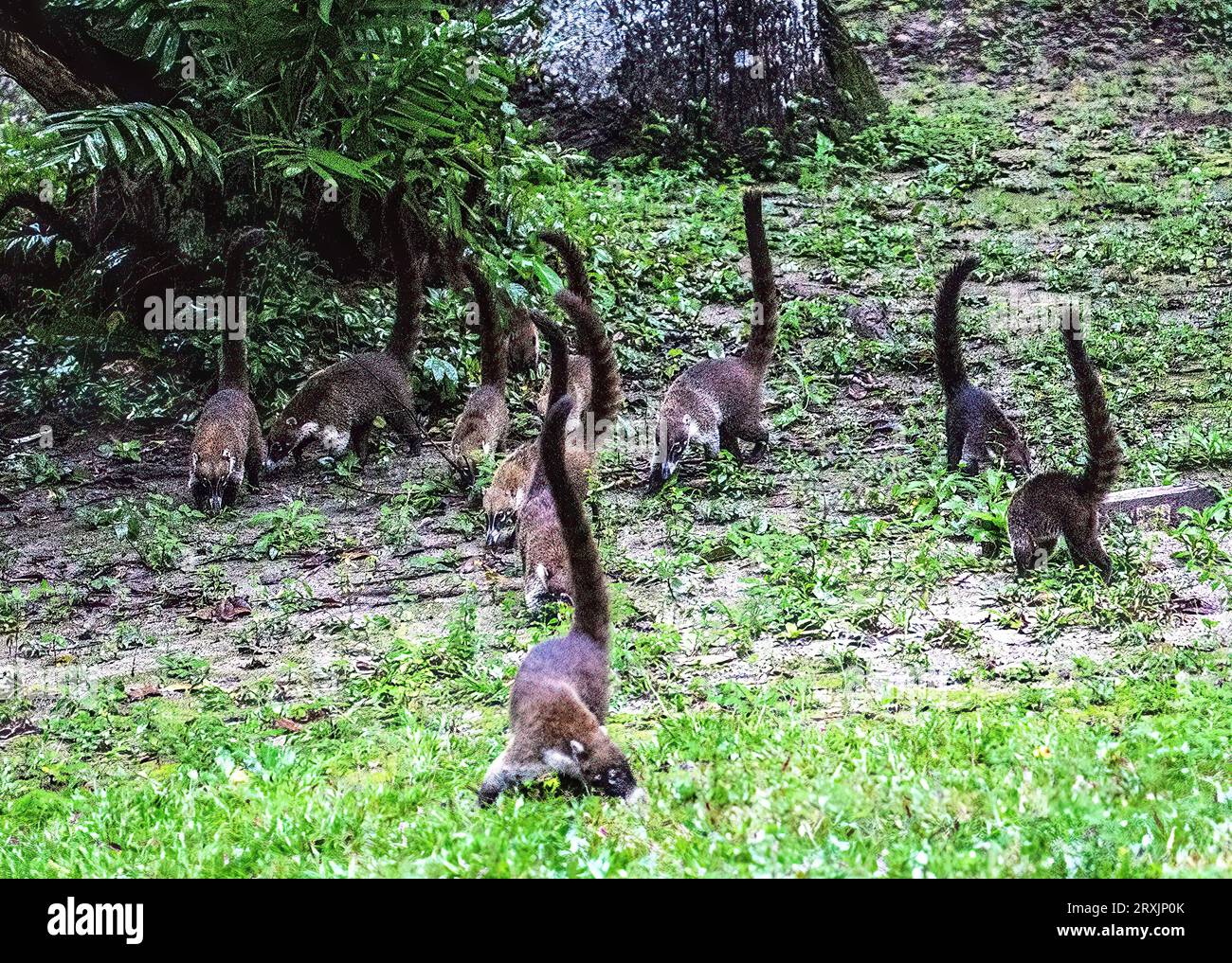 Band of coati hi-res stock photography and images - Alamy