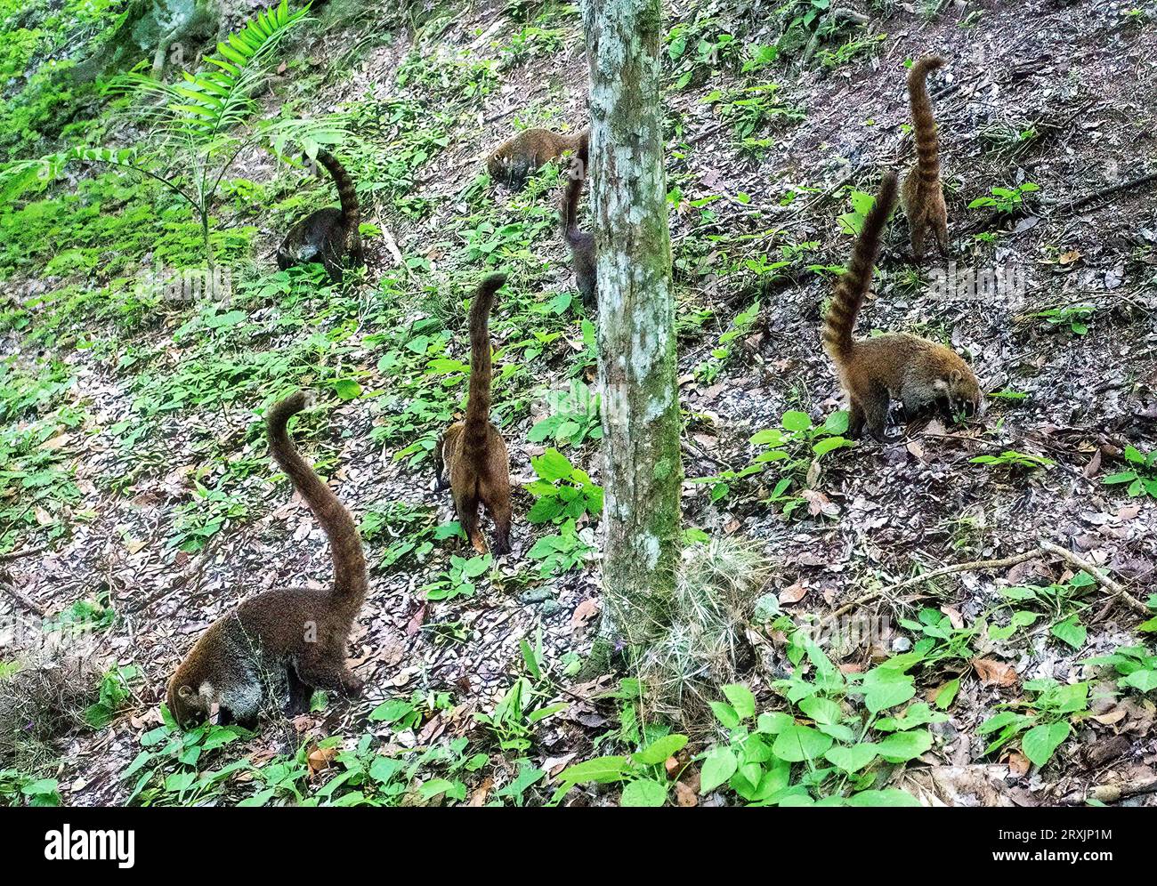 Group of coatis hi-res stock photography and images - Alamy