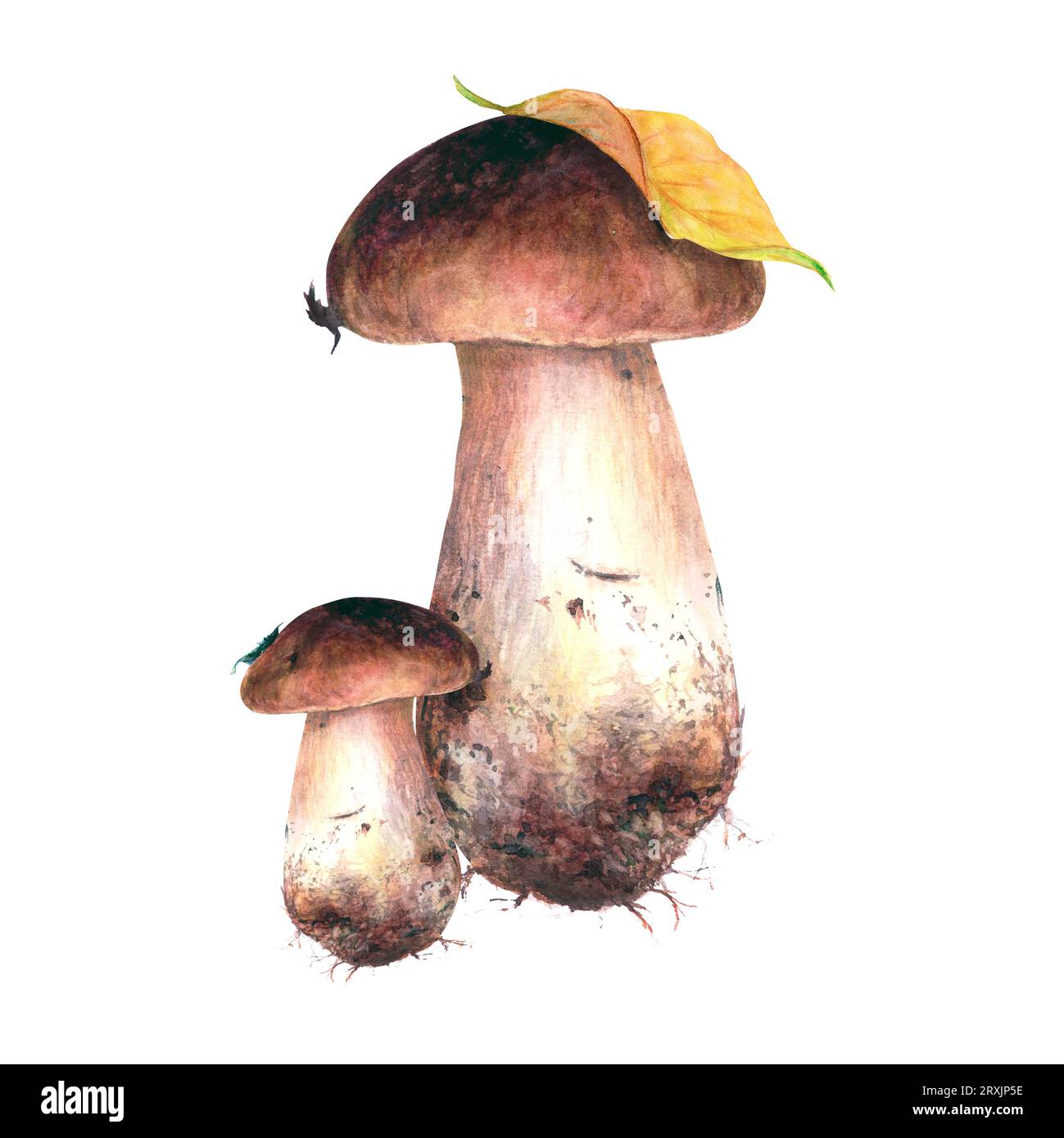 Watercolor illustration of boletus mushrooms and autumn leaf hand ...