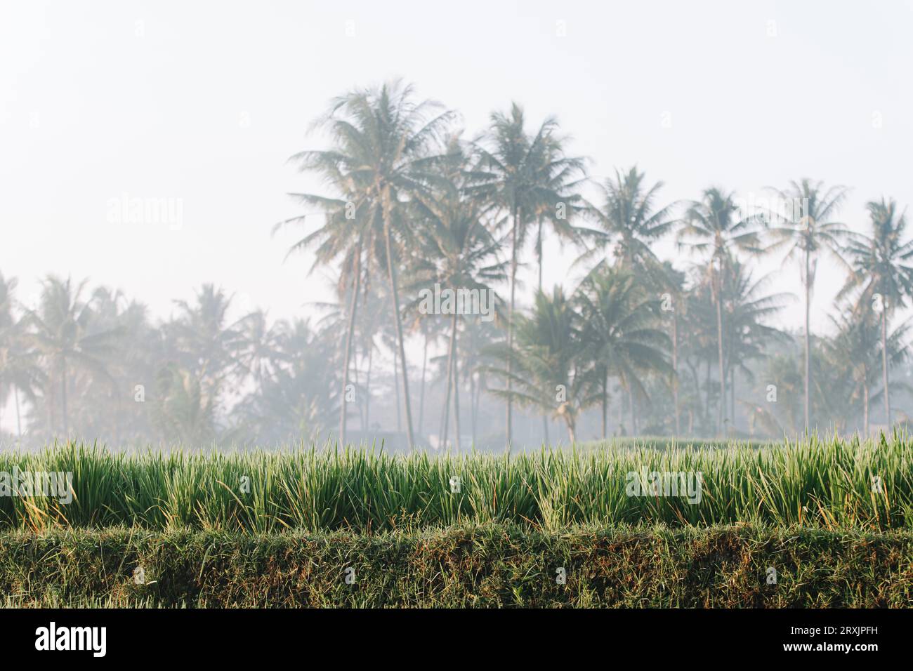 Rice field green grass environment with palm trees in the background ...