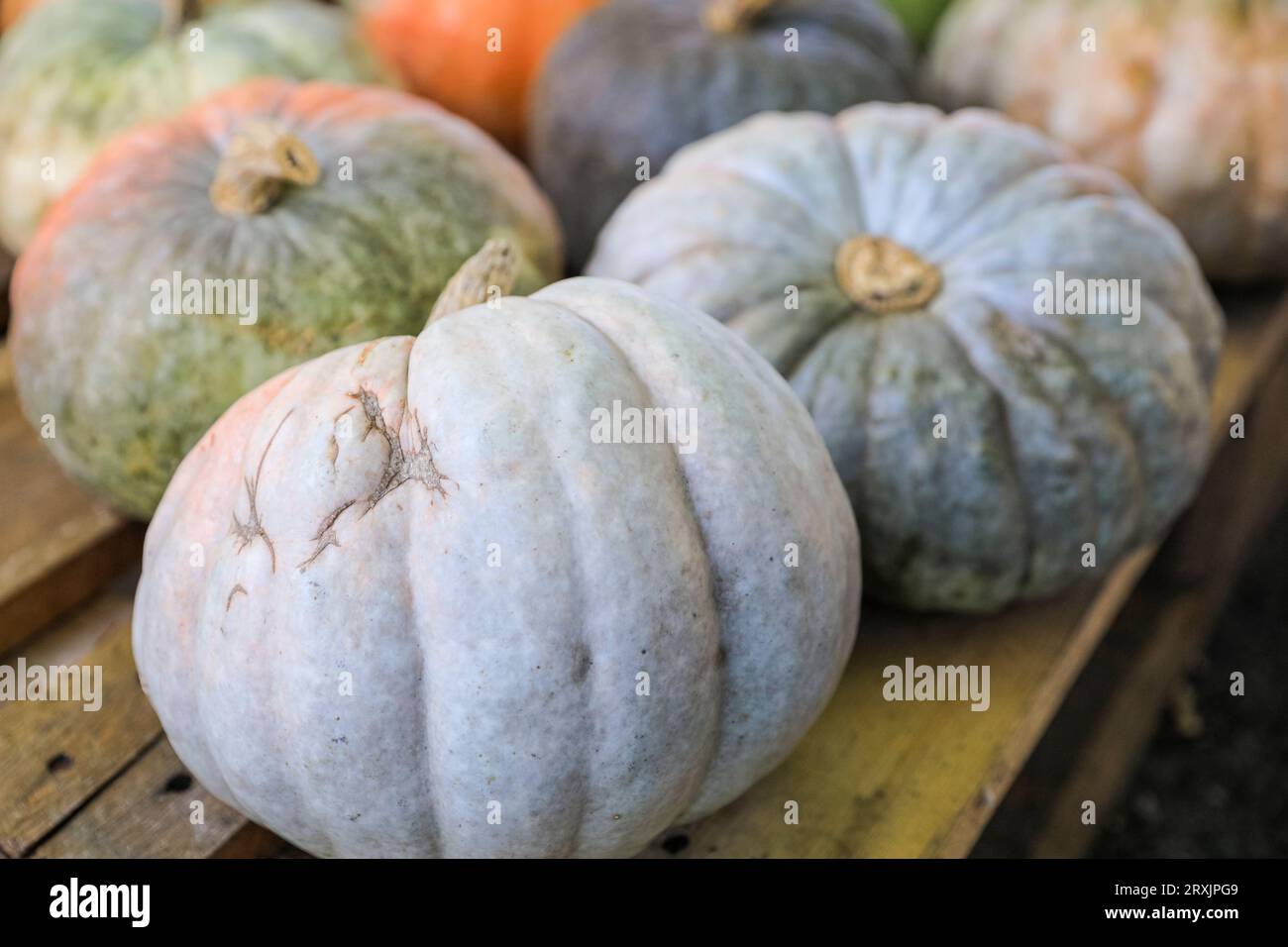 Brian's Grey variety pumpkins (Cucurbita), winter squash on display at ...