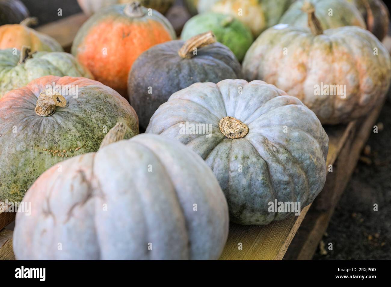 Brian's Grey variety pumpkins (Cucurbita), winter squash on display at ...