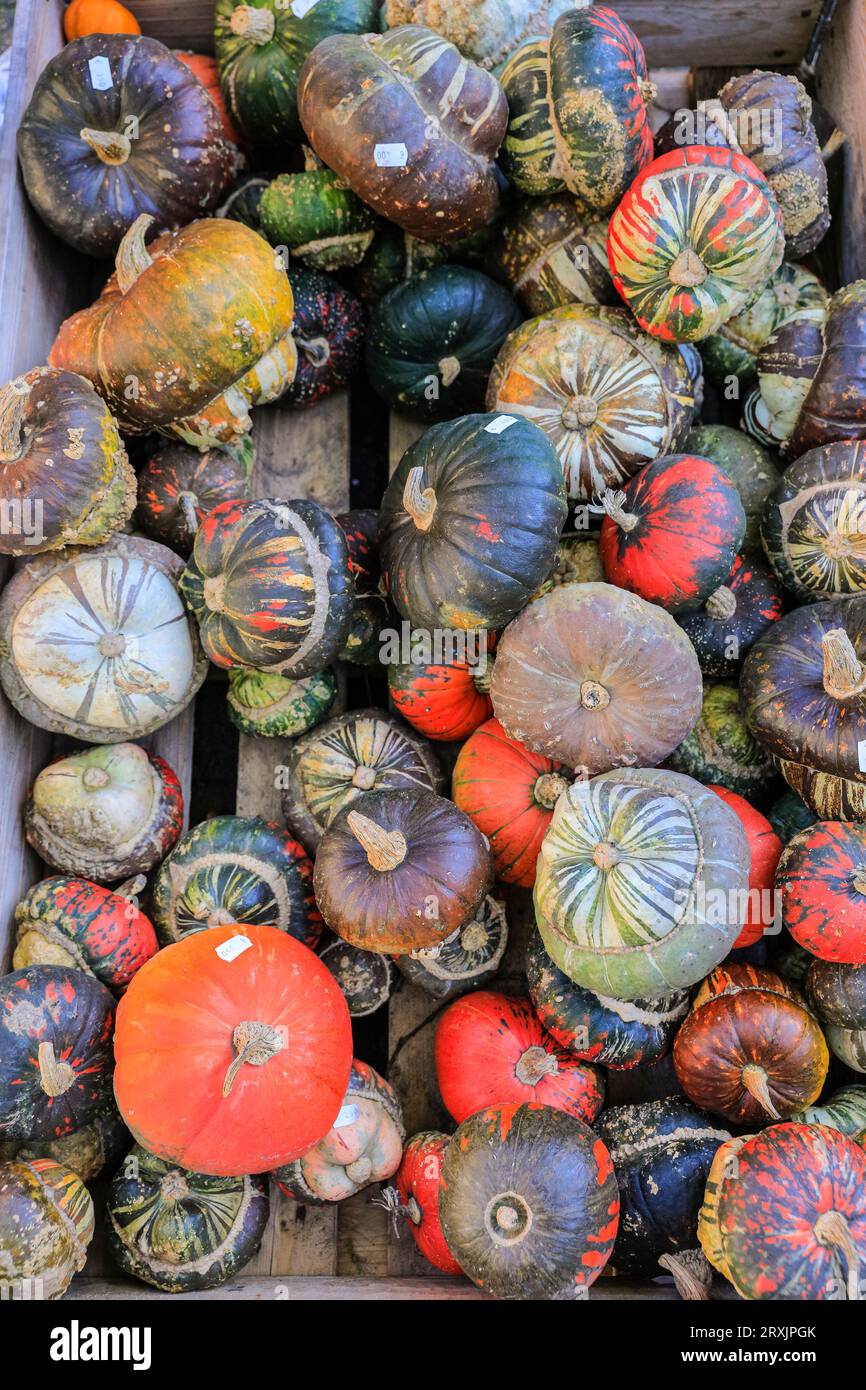 Mixed decorative pumpkins (Cucurbita), colourful winter squash on ...